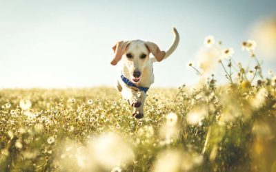 Marion Cremer - Tierkommunikation lernen