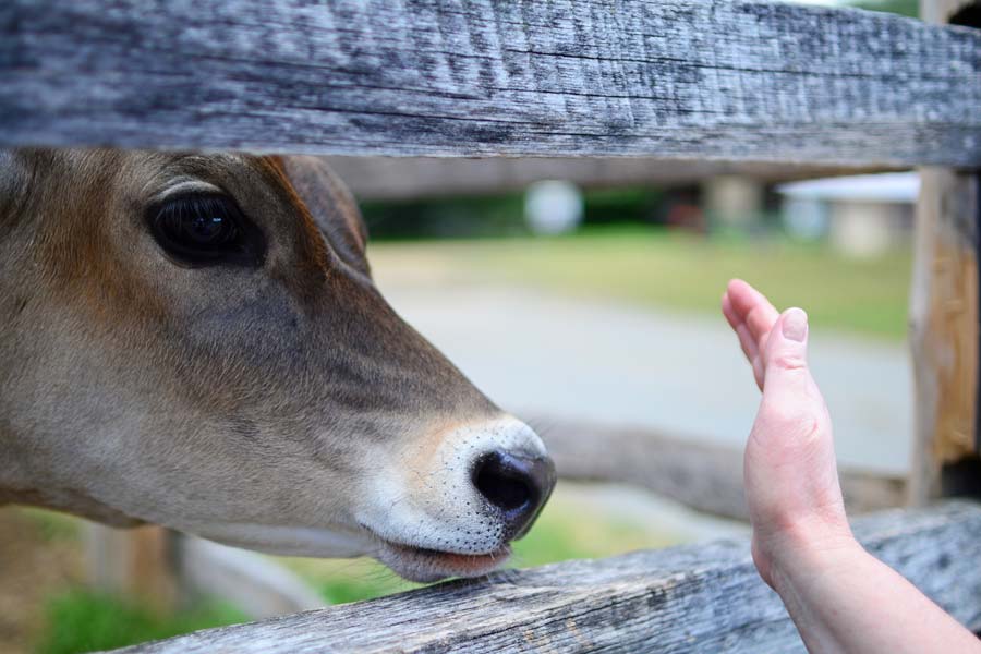 Wie du Verbindung zu einem anderen Lebewesen aufbaust
